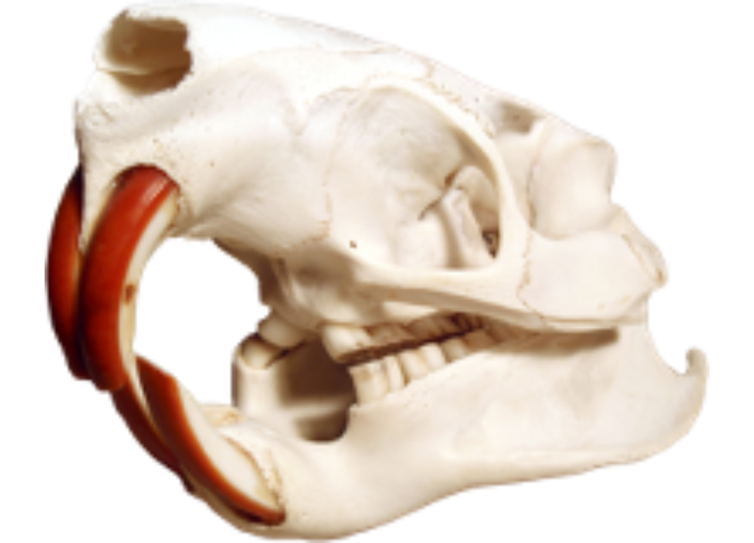 Herbivore Skull Comparison! - A Mouthful of History